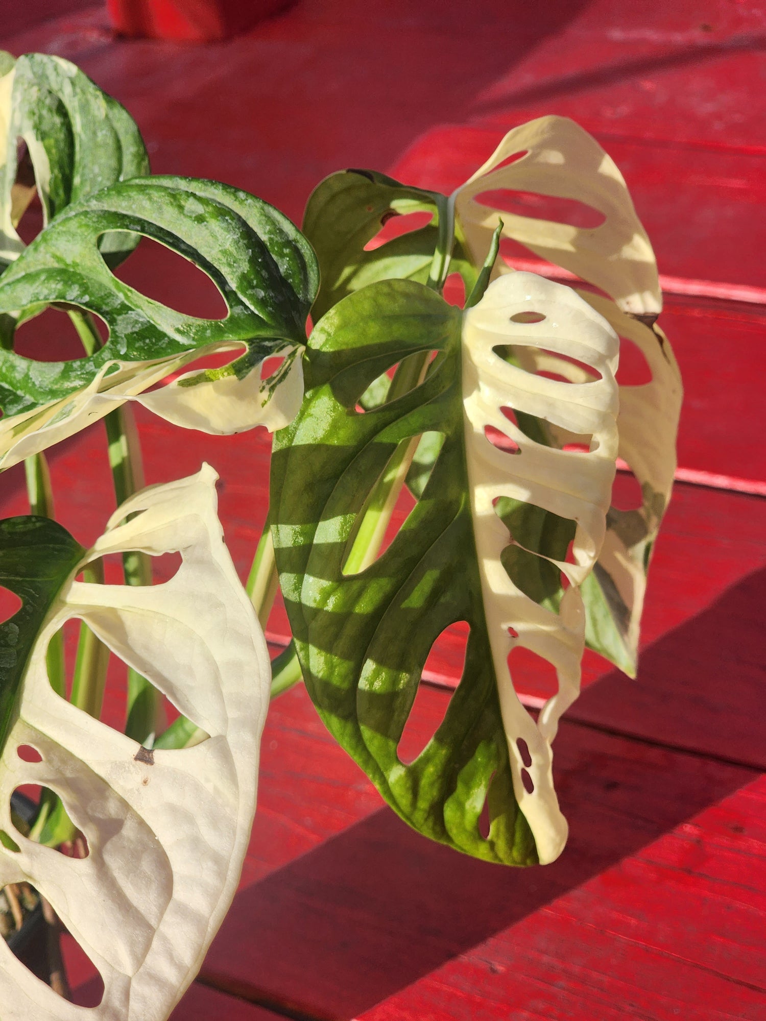 Monstera adansonii albo variegata (high color) – Fiore's Aroids